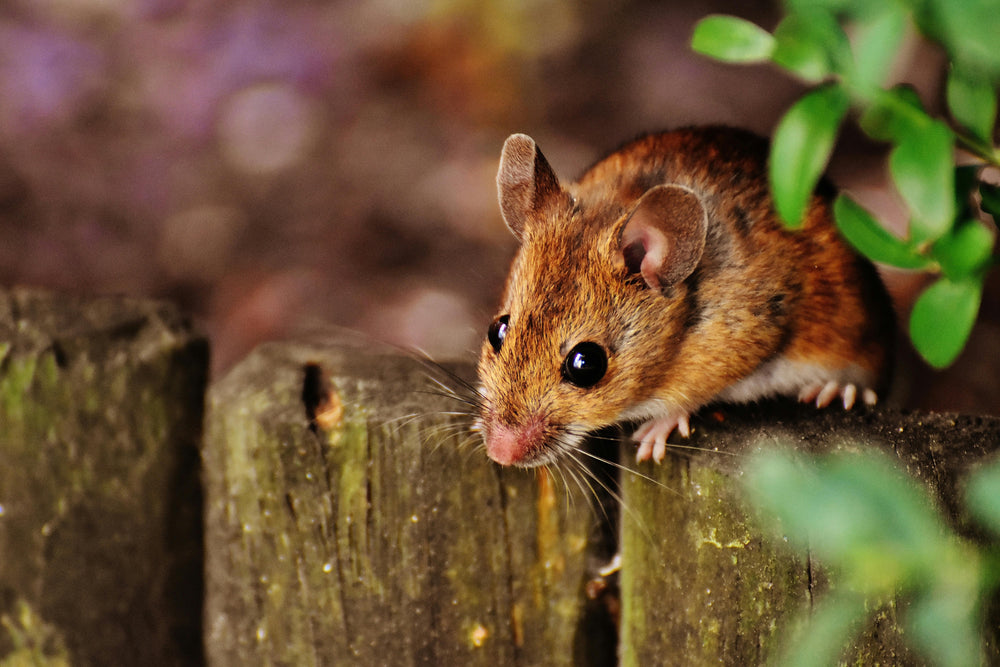 Vole damage to the lawn – what it looks like and how to repair it