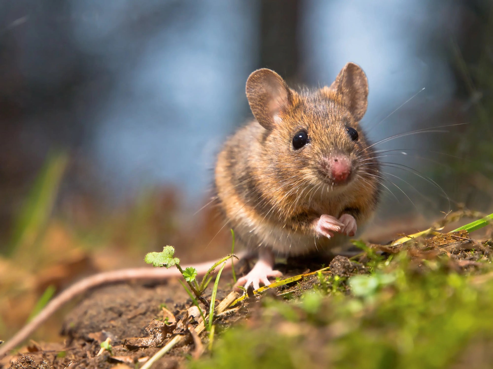 10 huishoudtips tegen muizen – Zo houd je de knaagdieren natuurlijk we