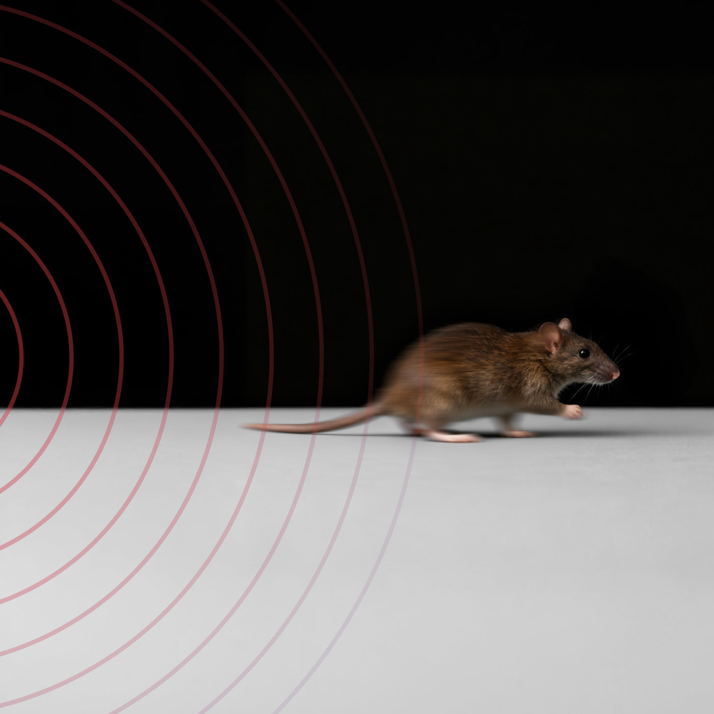 Repello – Swedish rat & mouse repeller with documented effect